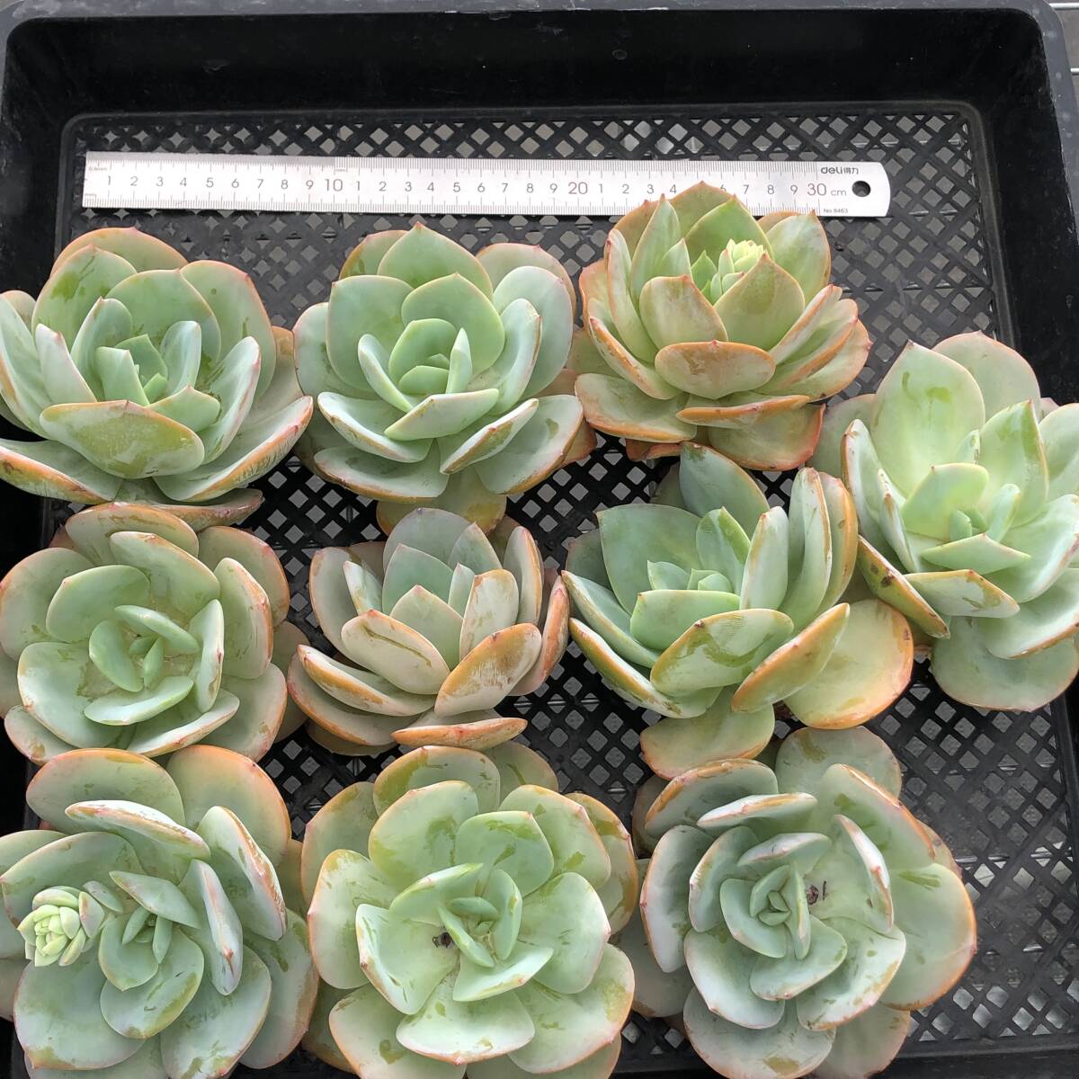 Yahoo!オークション - エケベリア10個 0813-K016 ホワイトフェニックス...