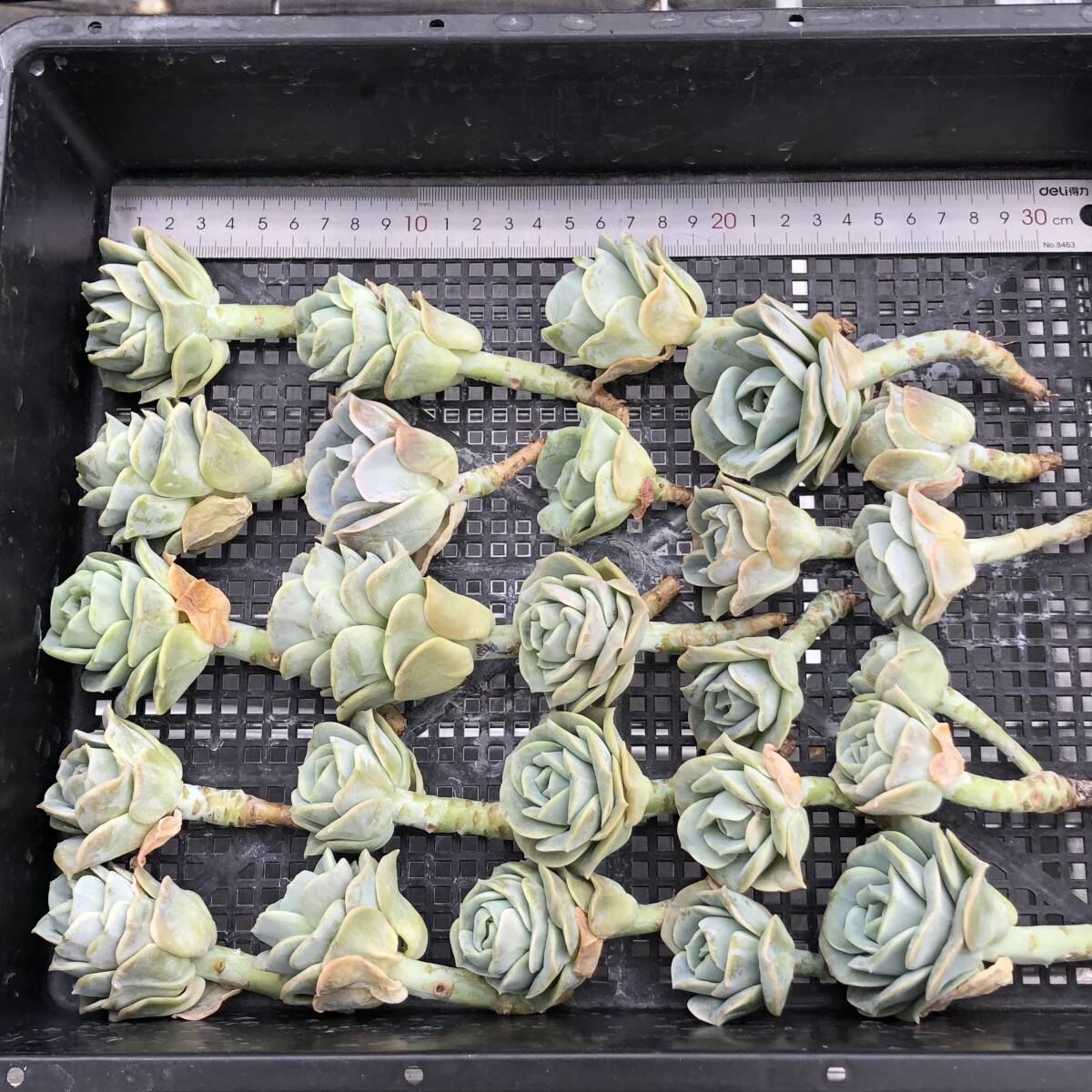 Yahoo!オークション - エケベリア24個 0820-D004 ラブリーローズ 多肉...