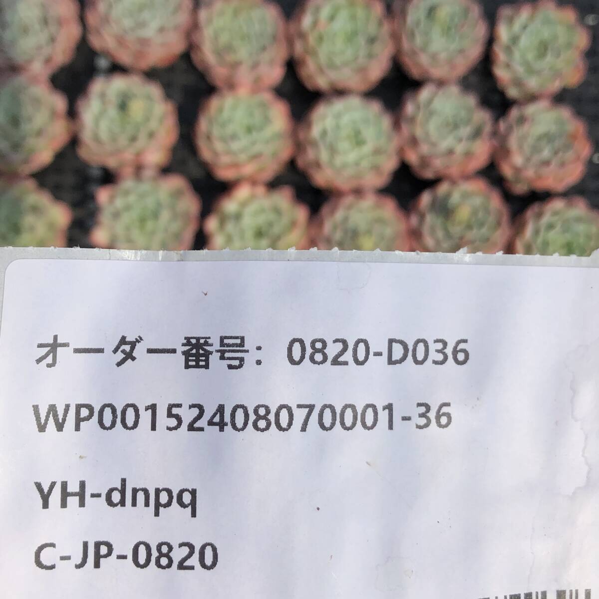 Yahoo!オークション - エケベリア24個 0820-D036 ブルーミニマ 多肉植...