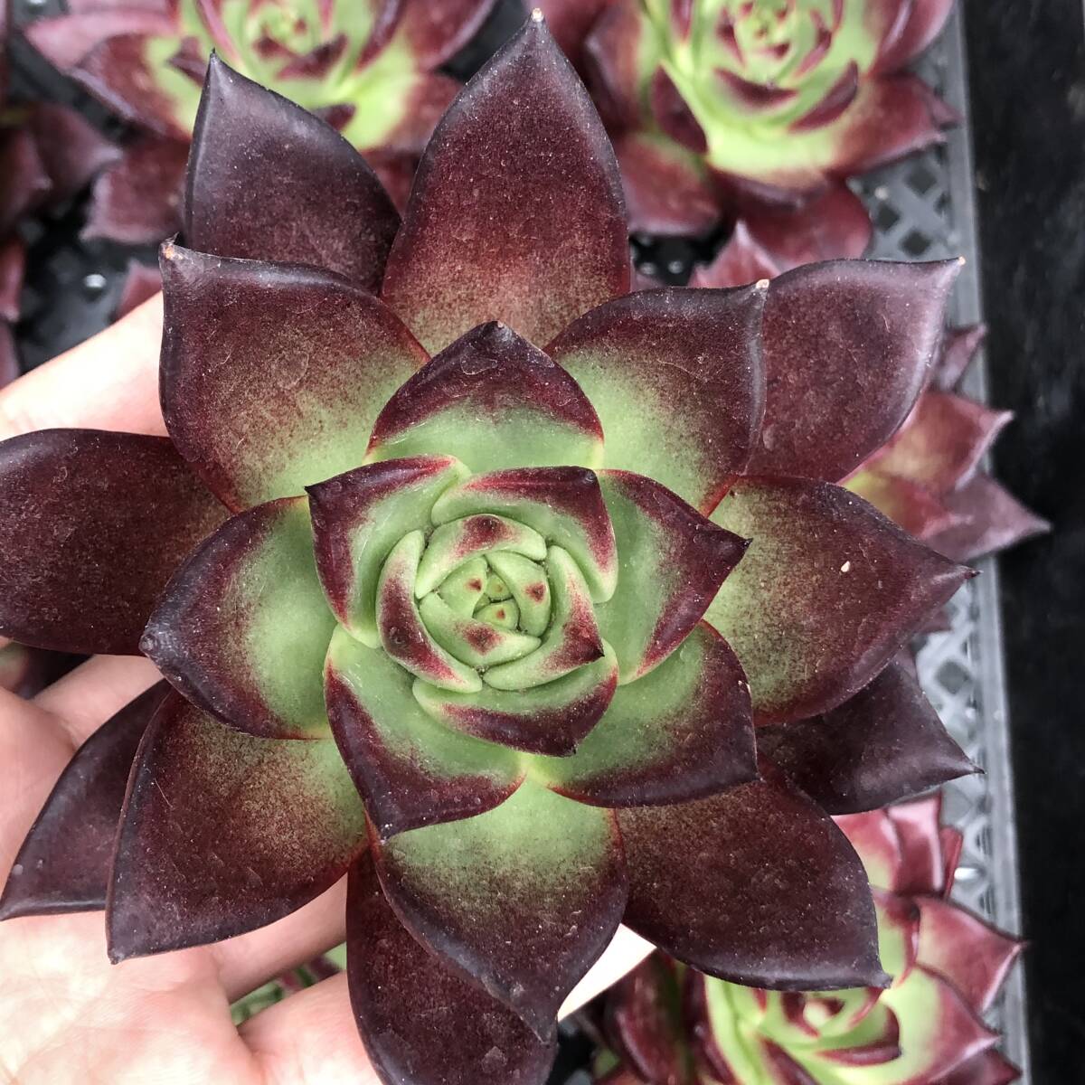 Yahoo!オークション - エケベリア14個 0820-K004 ロビン 多肉植物 カッ...