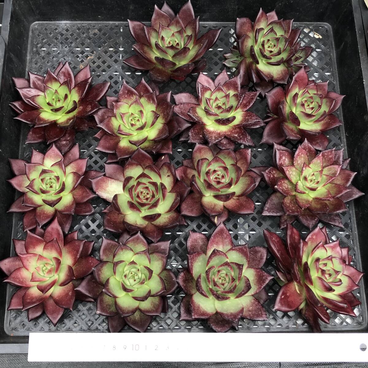 Yahoo!オークション - エケベリア14個 0820-K004 ロビン 多肉植物 カッ...