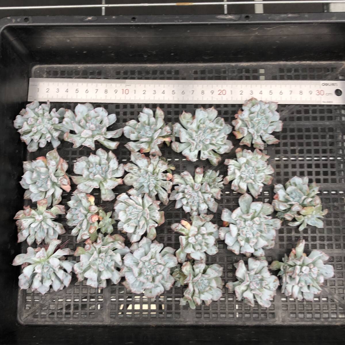 Yahoo!オークション - エケベリア22個 0820-K008 トランペット 多肉植...