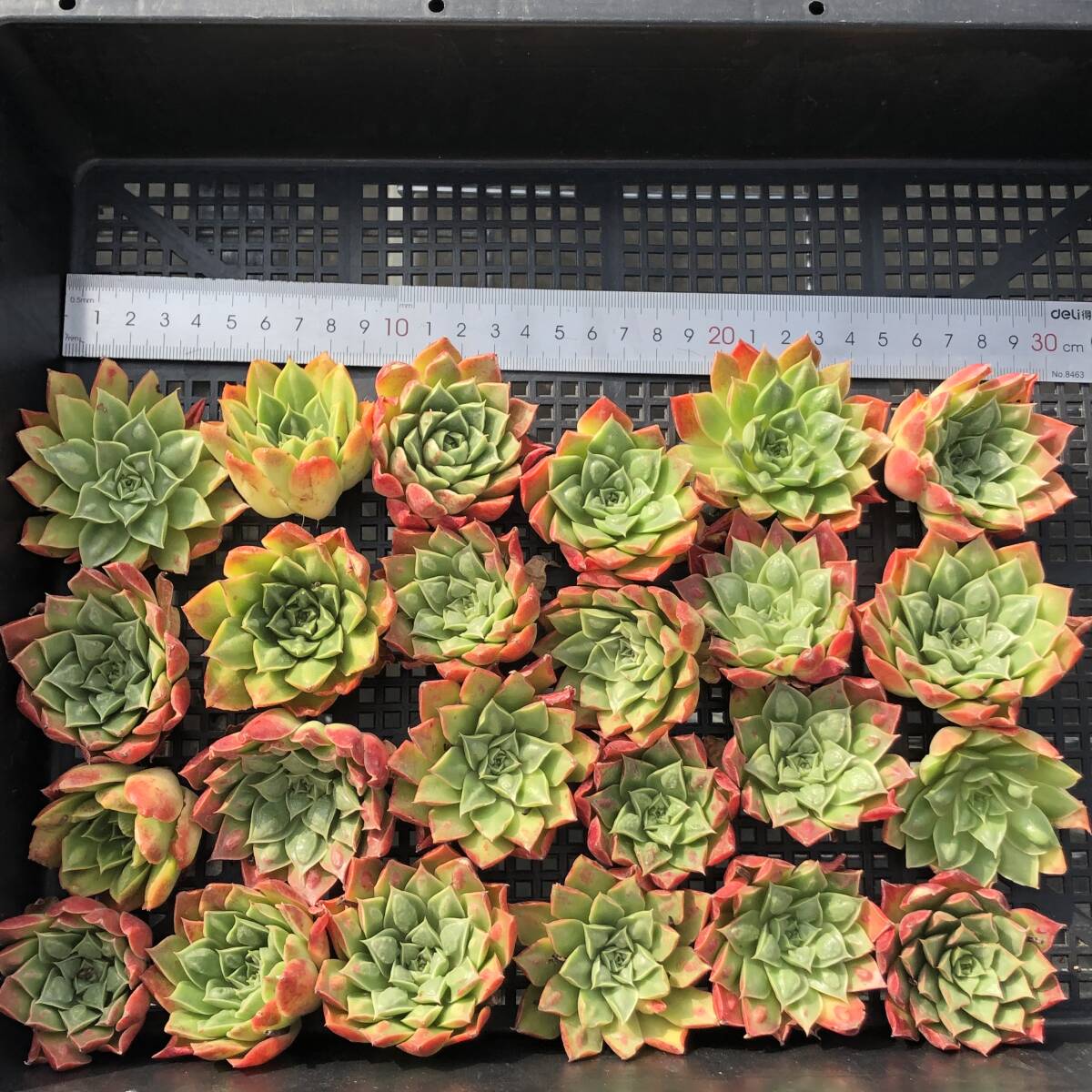 Yahoo!オークション - エケベリア24個 0827-D011 ロンギシマドロップス...