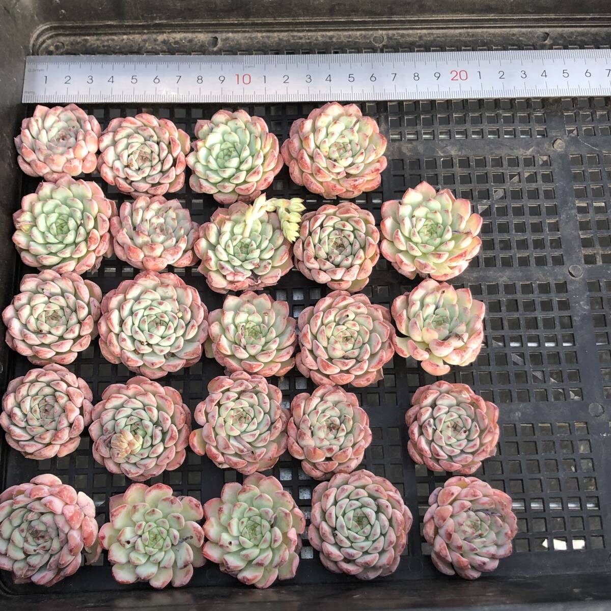 Yahoo!オークション - エケベリア24個 0827-D047 ブルーミニマ 多肉植...