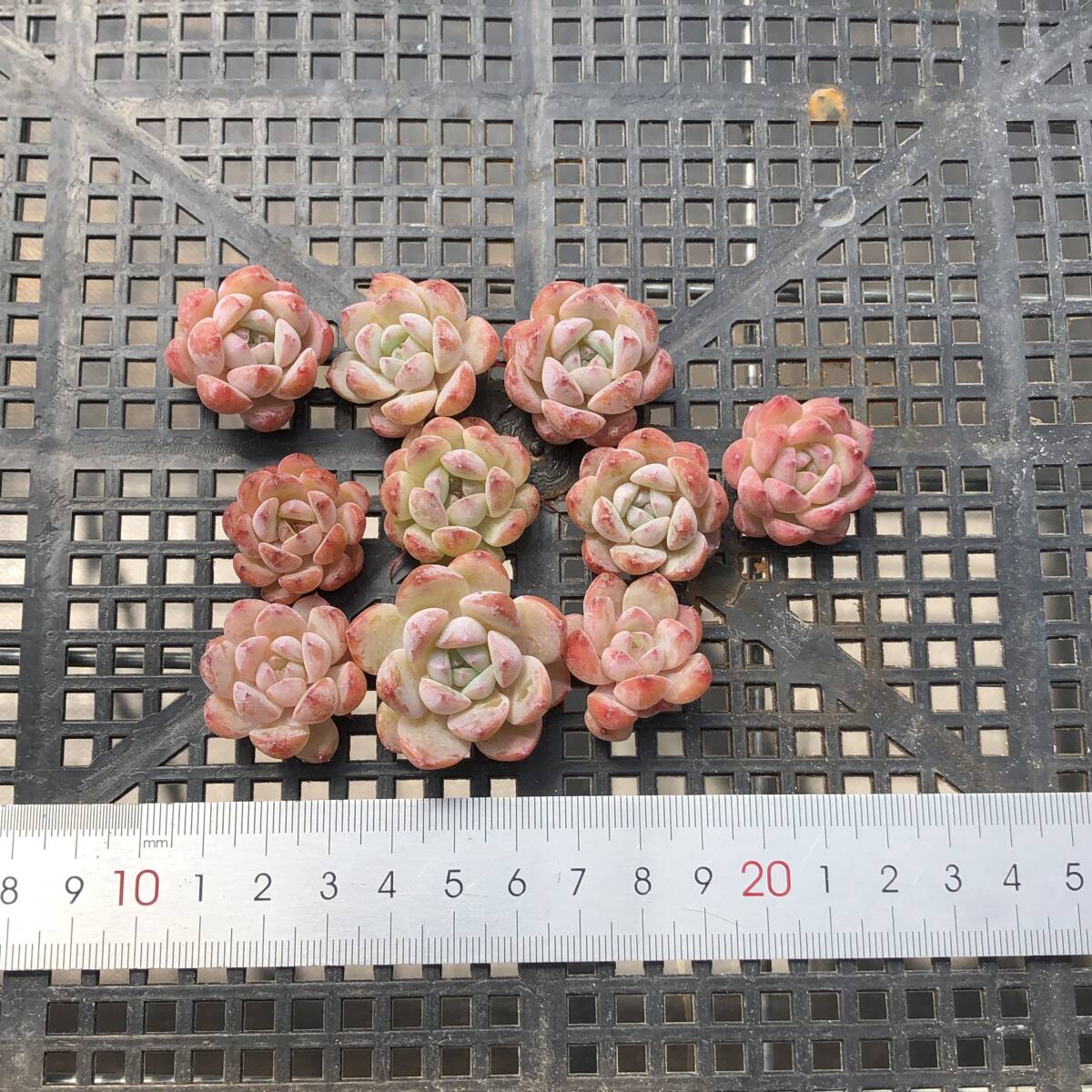 Yahoo!オークション - エケベリア9個 0827-K028 フルーツ キャンディ ...