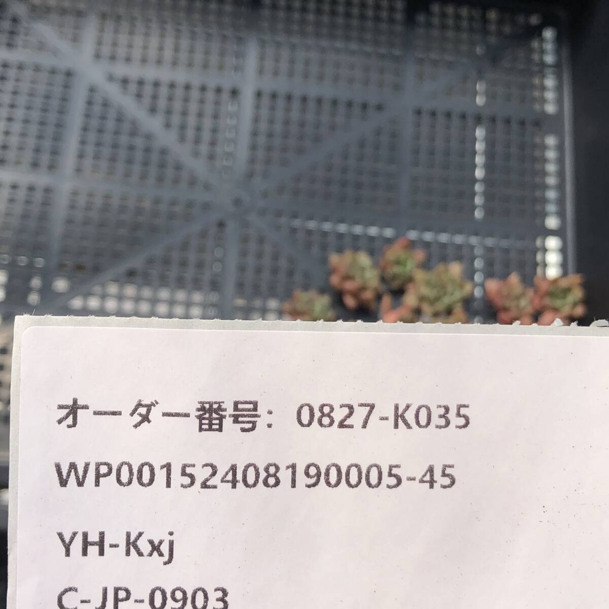 Yahoo!オークション - エケベリア23個 0827-K035 アメトルム x ブラッ...