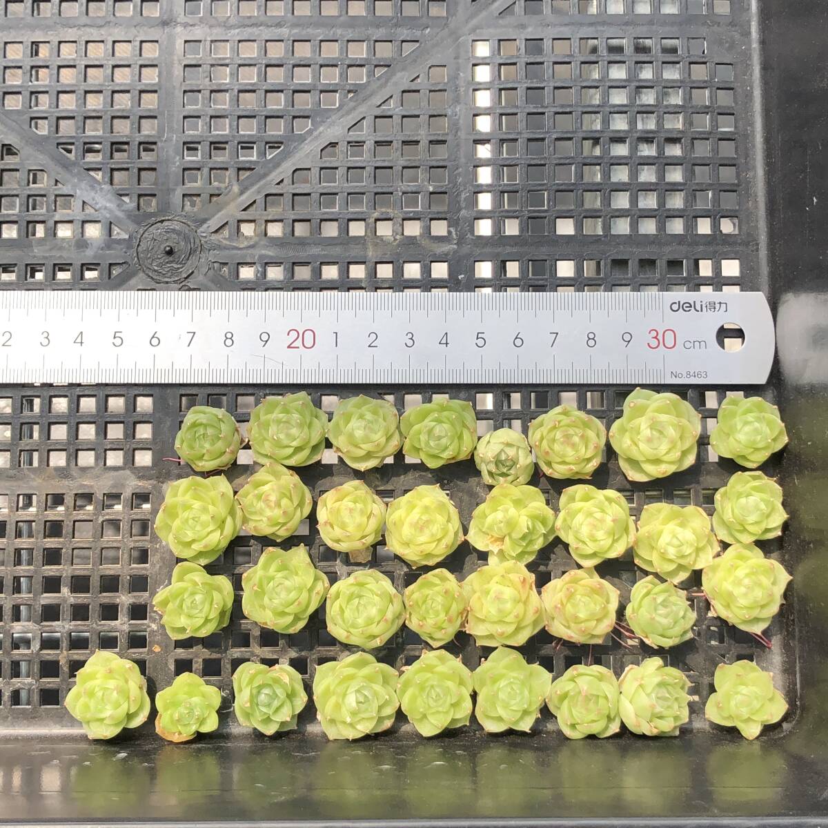 Yahoo!オークション - エケベリア33個 0827-K043 アイス ケーク 多肉植...