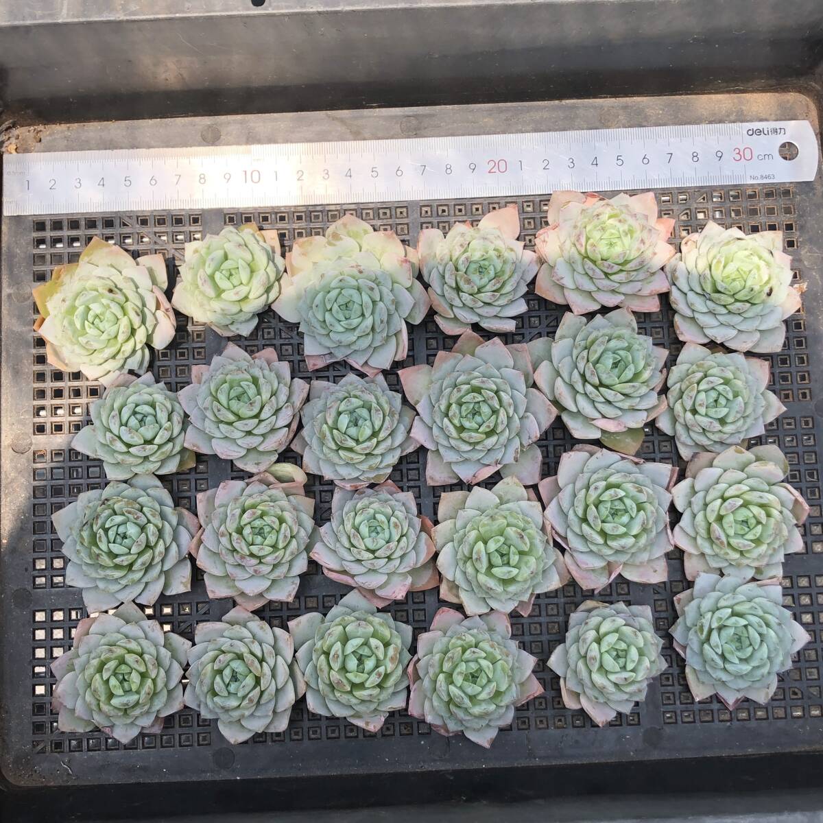 Yahoo!オークション - エケベリア24個 0903-D004 エリークイーン 多肉...