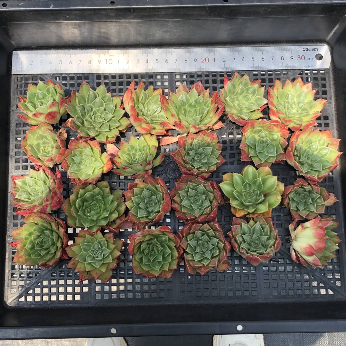 Yahoo!オークション - エケベリア24個 0903-D013 ロンギシマドロップス...