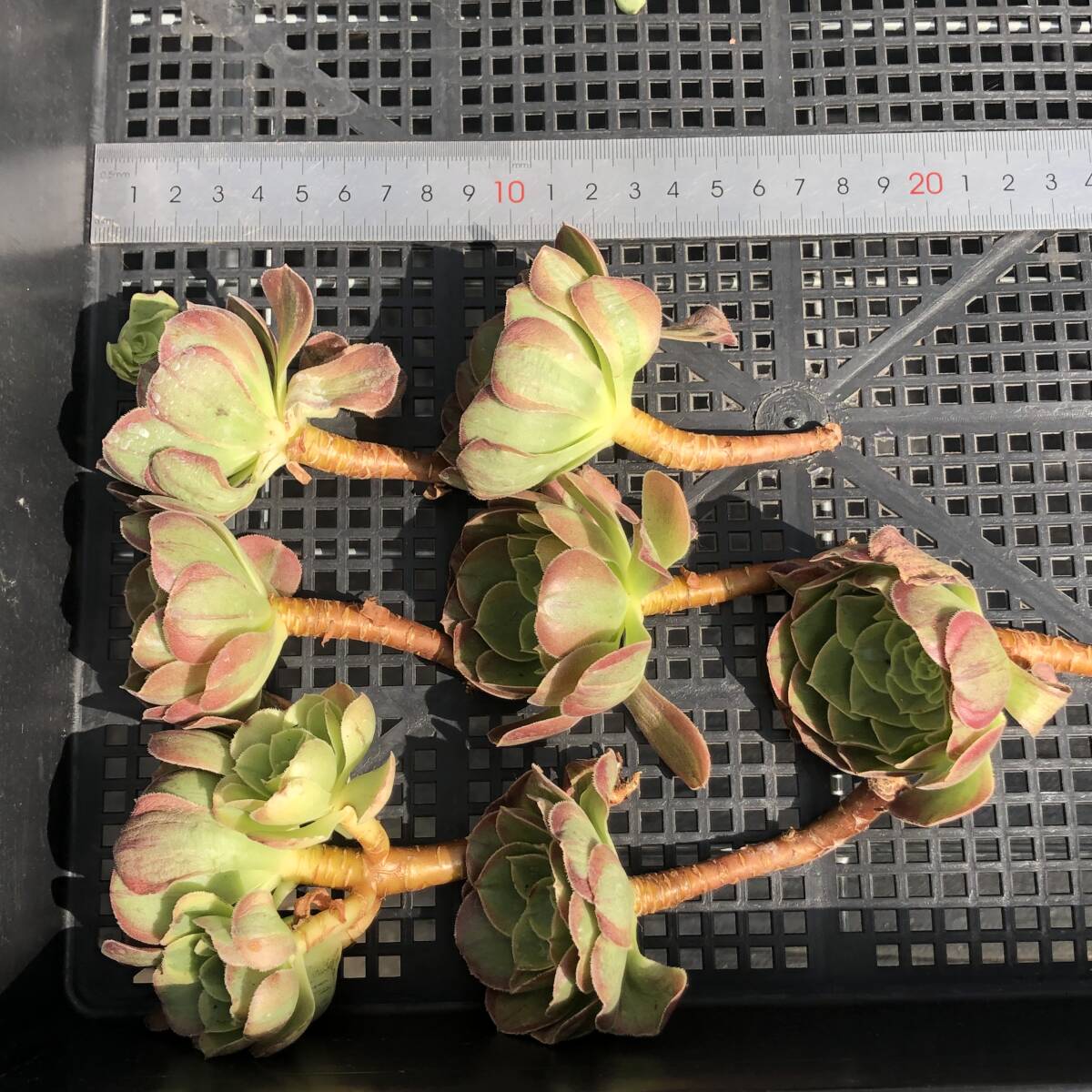 Yahoo!オークション - アエオニウム7個 0903-K036 ミルクホワイト 多肉...