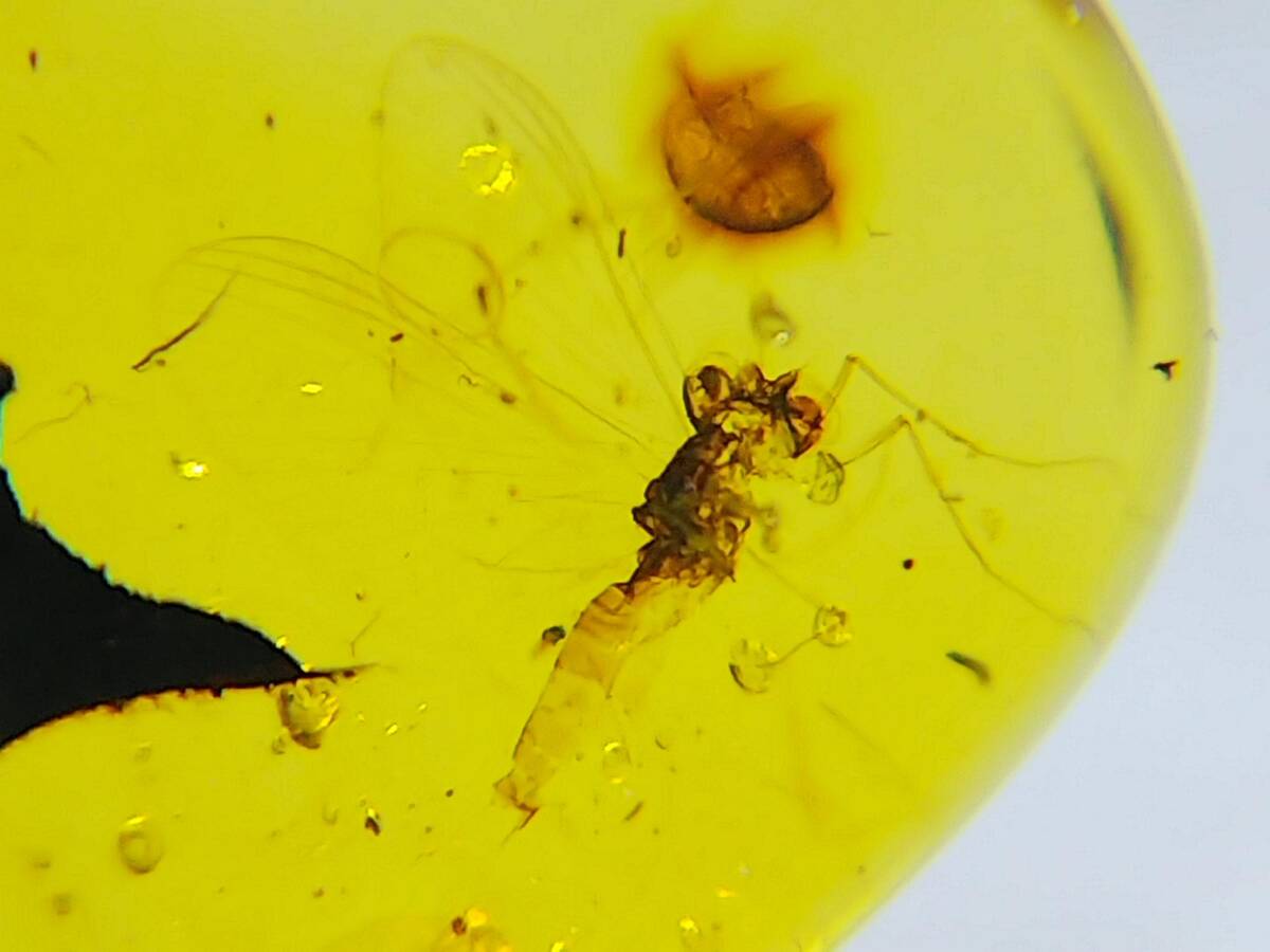 Yahoo!オークション - #8462 白亜紀 虫入り ビルマ琥珀 カゲロウ（バー...