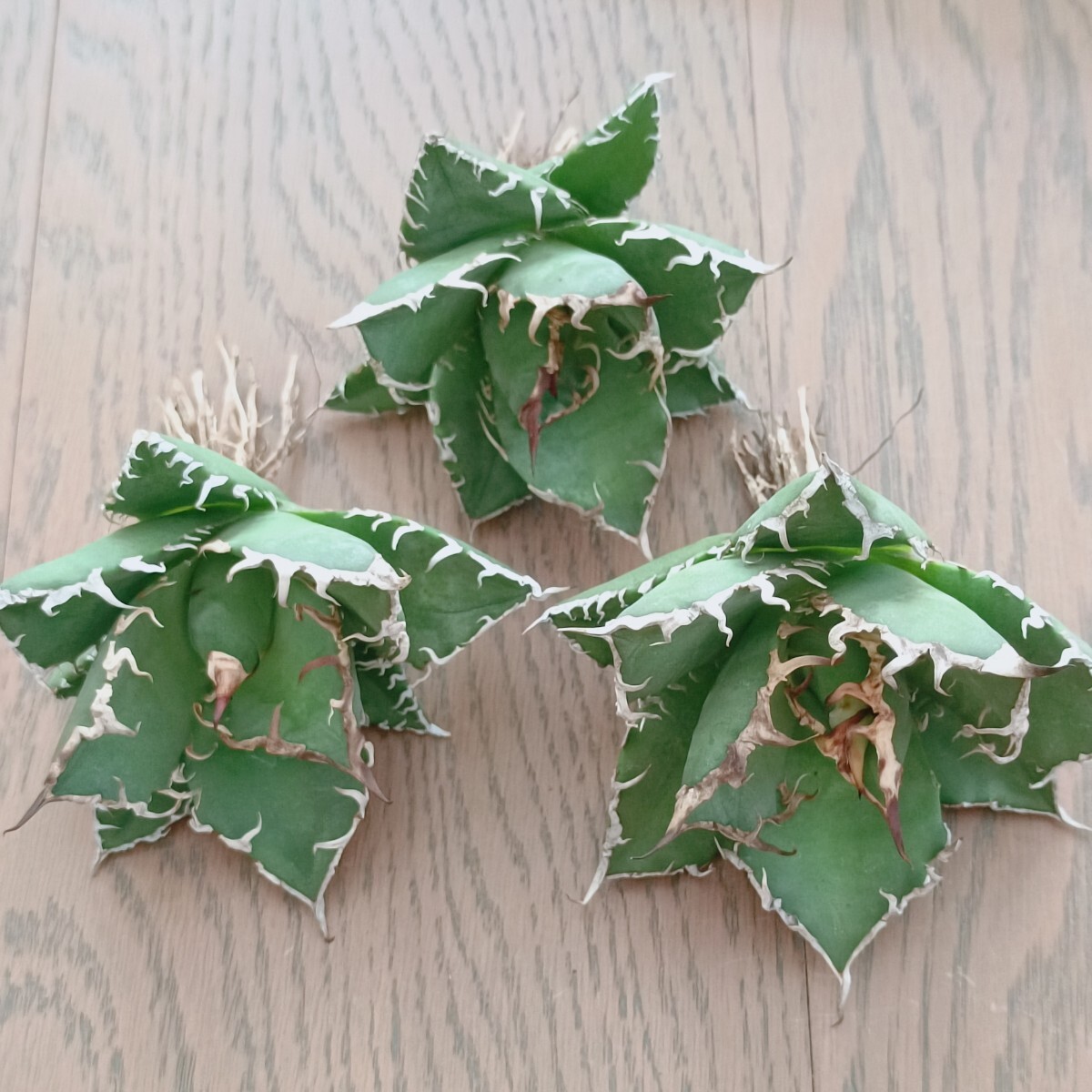 Yahoo!オークション - S614 特選 アガベ チタノタ凱撒‘SUPER CAESAR’...