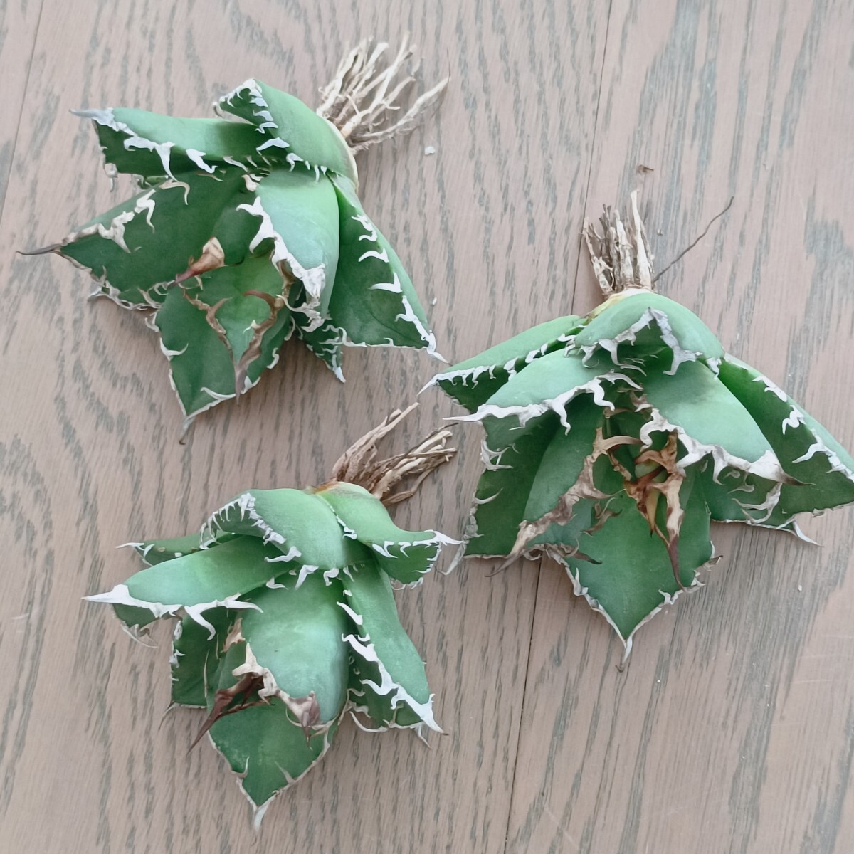 Yahoo!オークション - S614 特選 アガベ チタノタ凱撒‘SUPER CAESAR’...