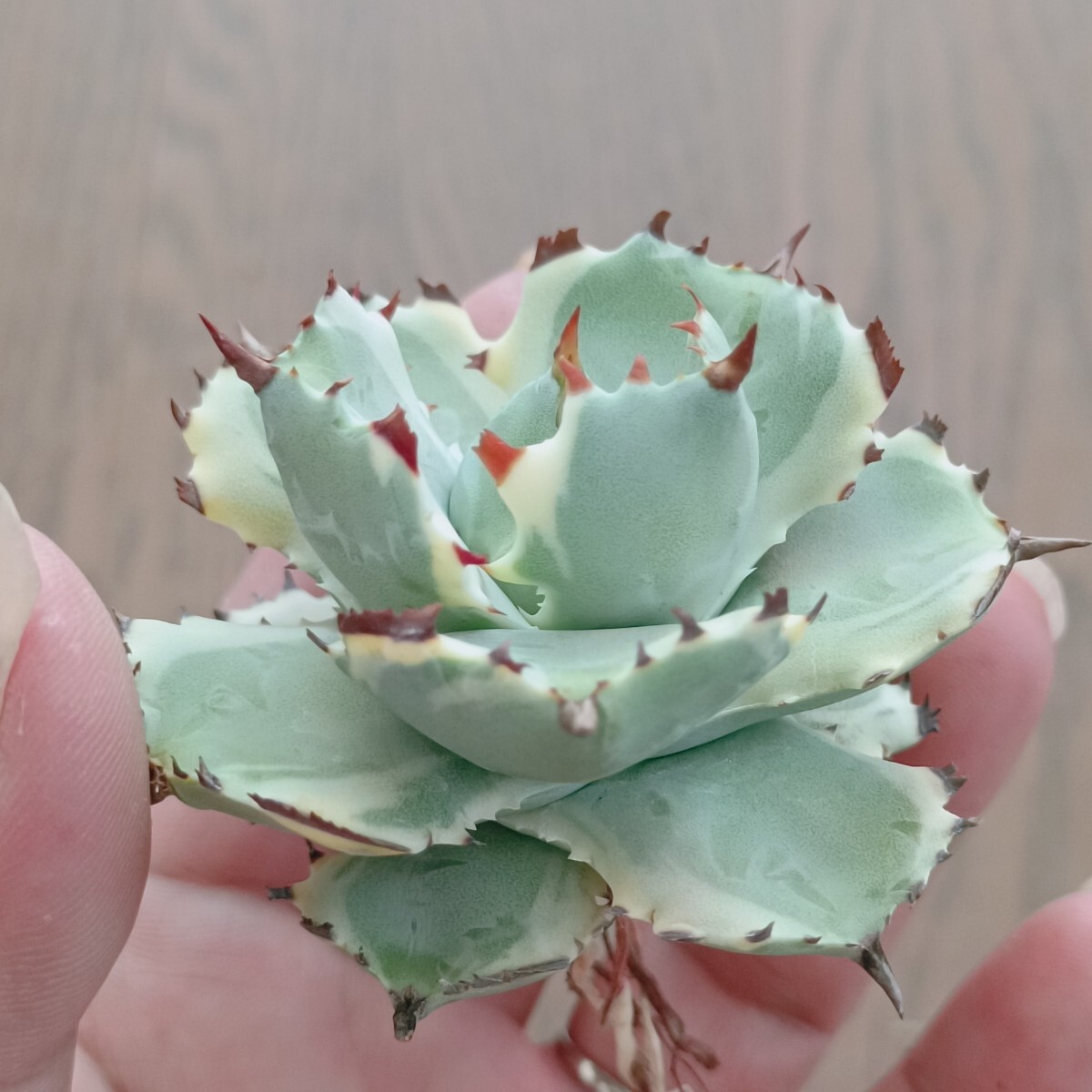 Yahoo!オークション - S622 特選 多肉植物 アガベ 雷帝兜蟹錦 肉厚丸葉...