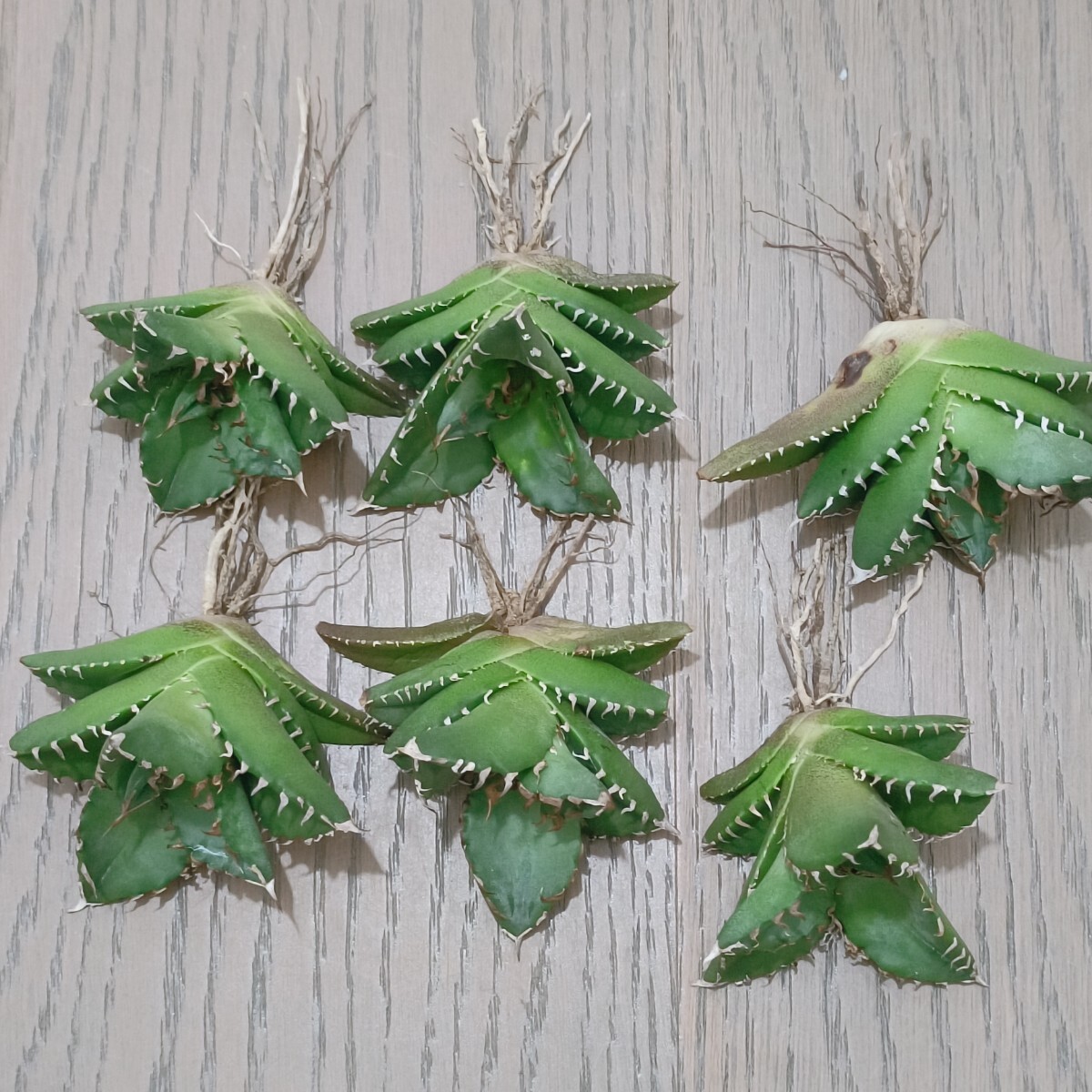 Yahoo!オークション - F266 アガべ チタノタ ホワイトフィイヤー 白焔 ...