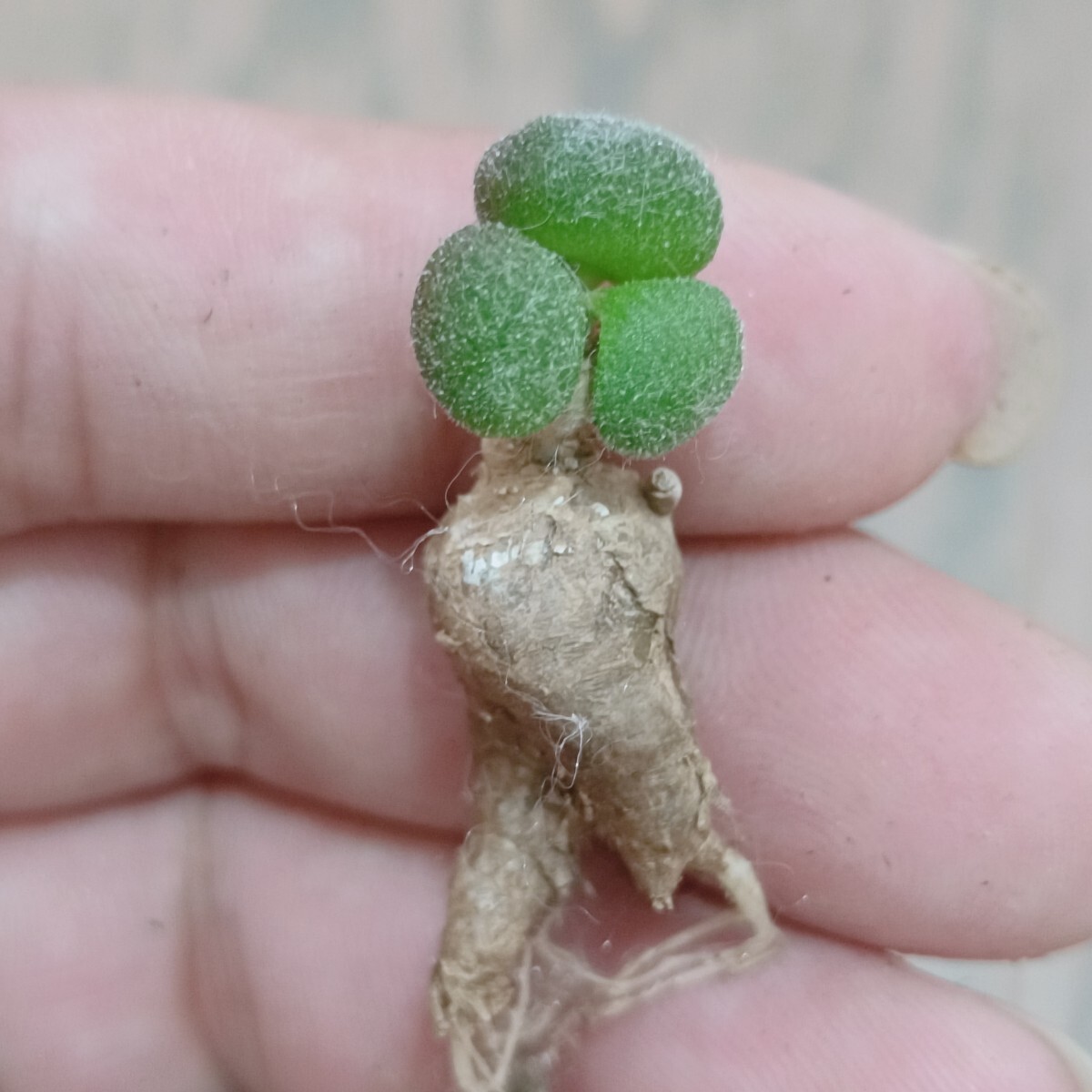 Yahoo!オークション - F-315 珍奇植物 塊根植物 激レア Tylecodon pusi...