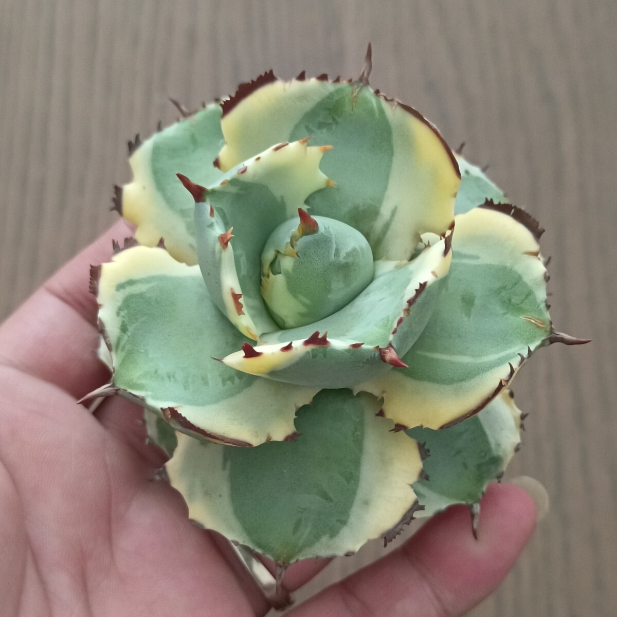 Yahoo!オークション - F361 特選 多肉植物 アガベ 雷帝兜蟹錦 肉厚丸葉...