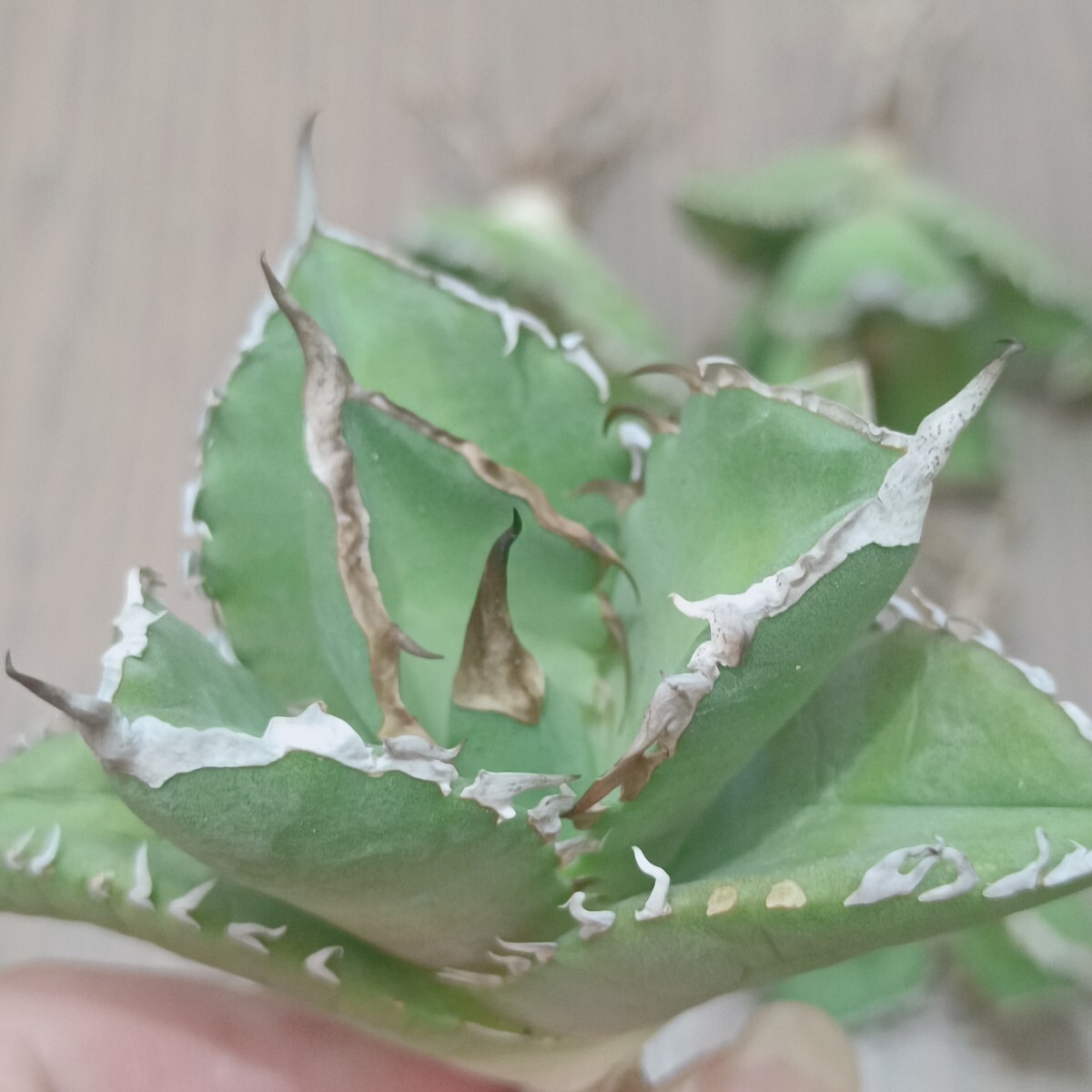 Yahoo!オークション - F422 特選 アガベ 超希少 シャークソード鯊魚劍 ...