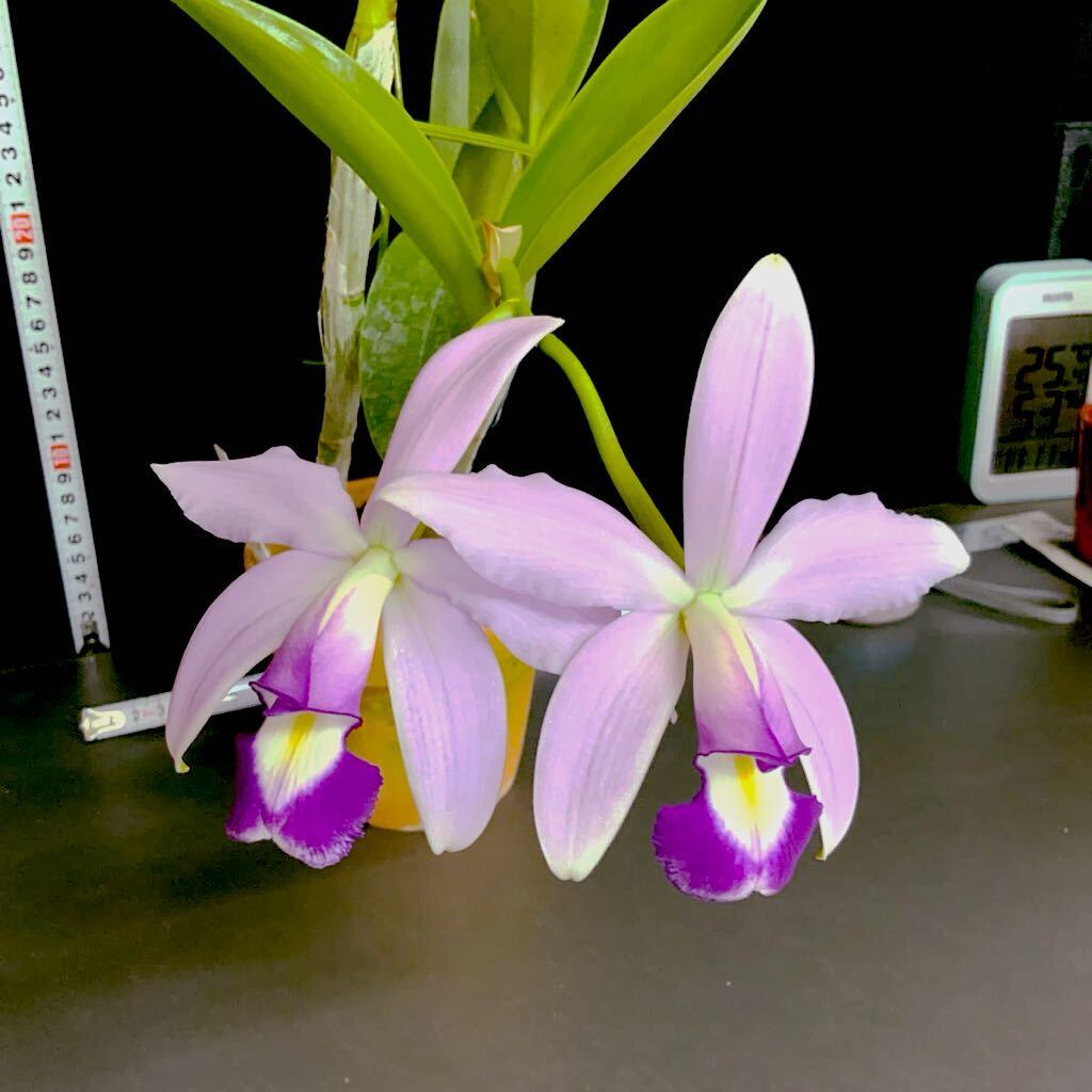 Yahoo!オークション - (^ ^)(101) C.violacea fma.coerulea x sib(‘KS ...