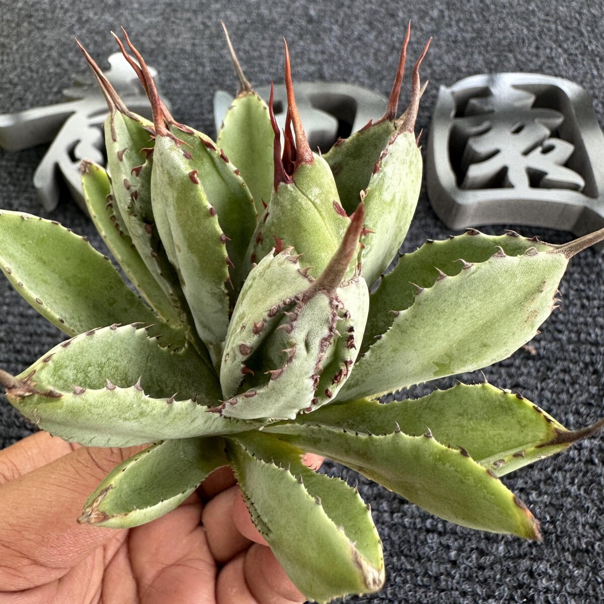 Yahoo!オークション - AC5【青田園芸】多肉植物アガべ ポタトラム キュ...