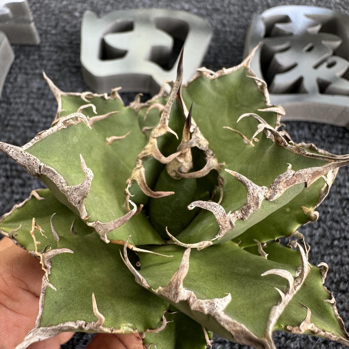 Yahoo!オークション - AC7【青田園芸】特選 アガベ 多肉植物 チタノタ ...