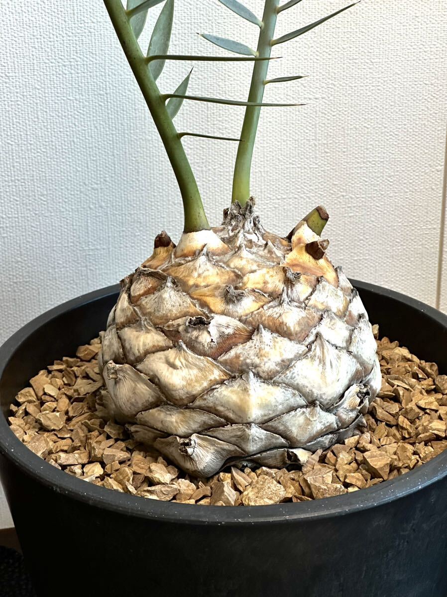 栽培30年 古株 Encephalartos trispinosus エンセファラルトス 栽培30年 古株 Encephalartos trispinosus エンセファラルトス