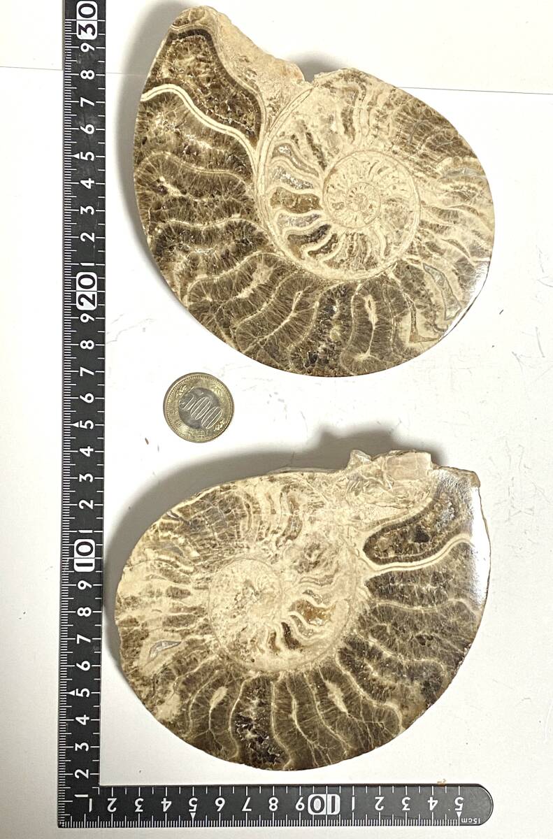 Yahoo!オークション - アンモナイト AMMONITE モロッコ産 コレクション...