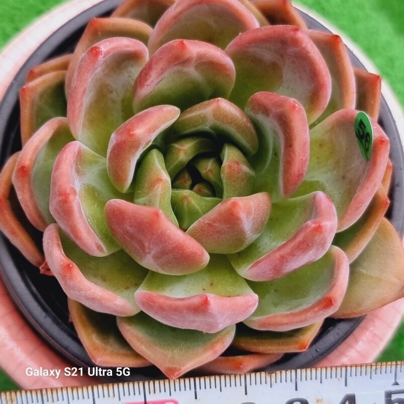 Yahoo!オークション - 0826発送-G056 シャロット エケベリア 無料発送 ...