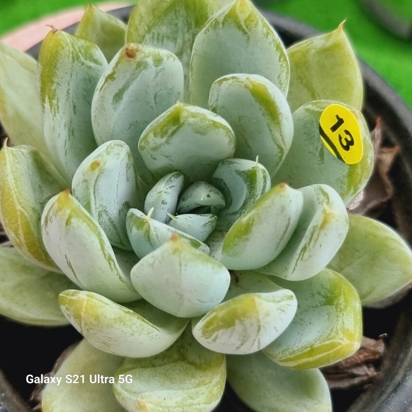 Yahoo!オークション - 0812発送-Y013 トリマ交配 エケベリア 無料発送 ...