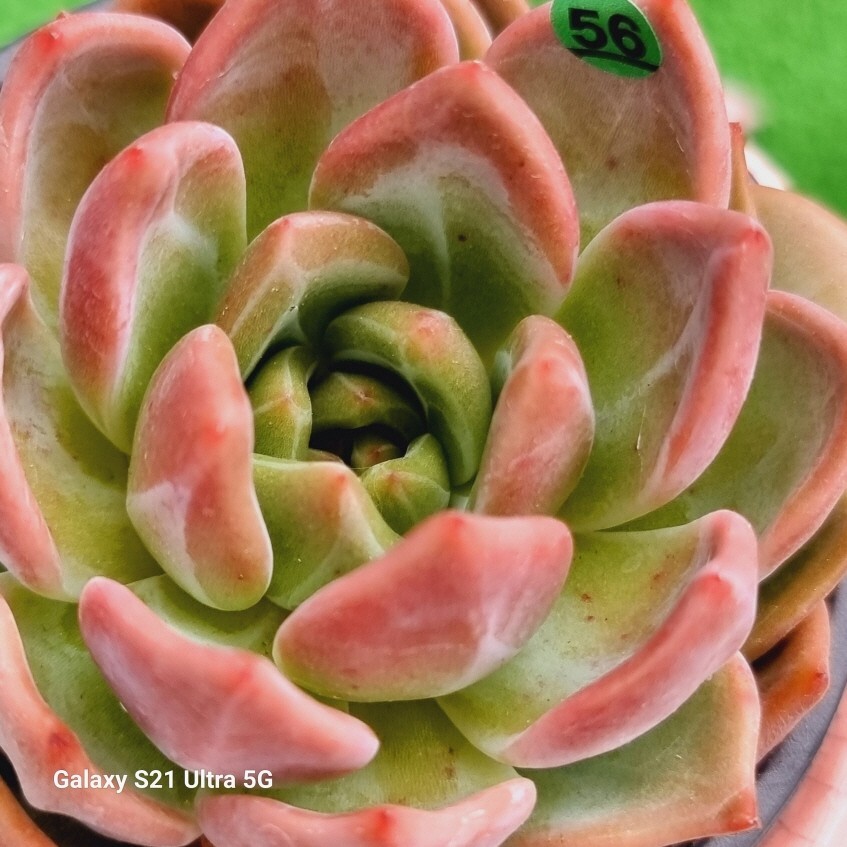 Yahoo!オークション - 0826発送-G056 シャロット エケベリア 無料発送 ...