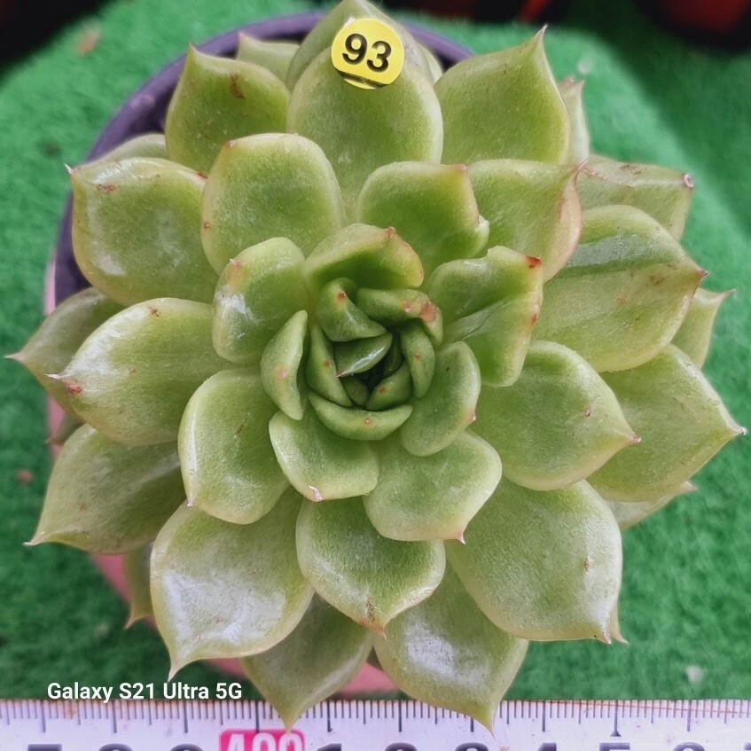 Yahoo!オークション - 0826発送-Y093 グリーン(錦) エケベリア 無料発...