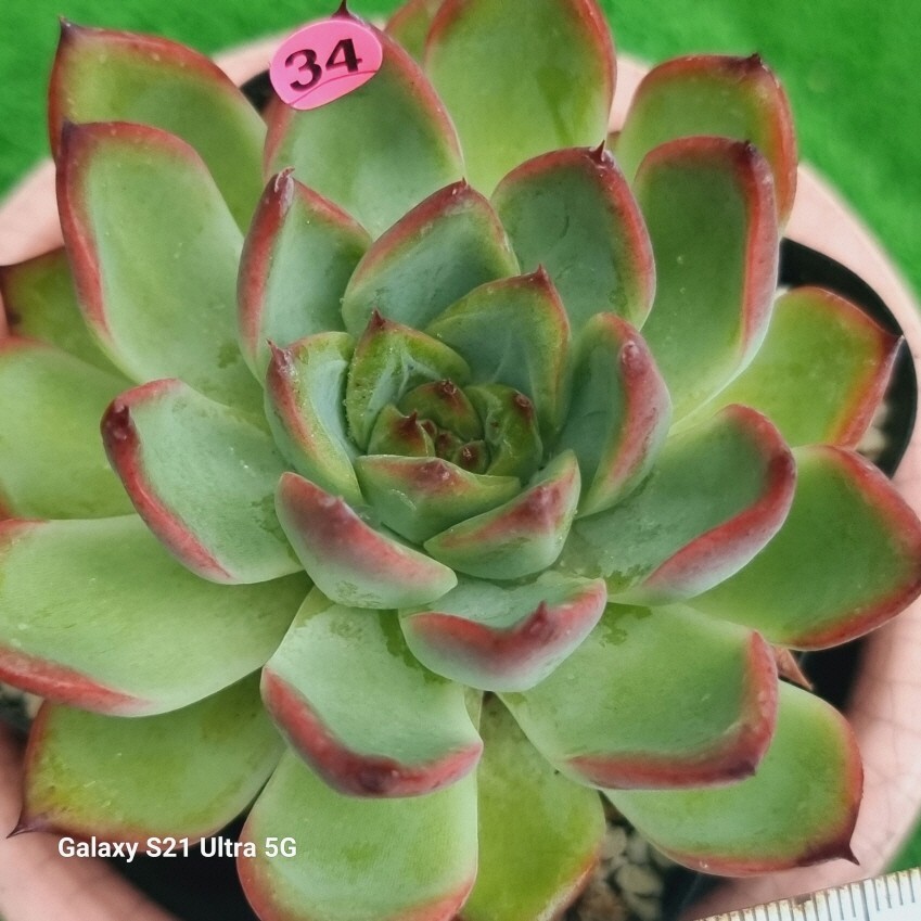 Yahoo!オークション - 0819発送-P034 コロラータ×サニー エケベリア 無...