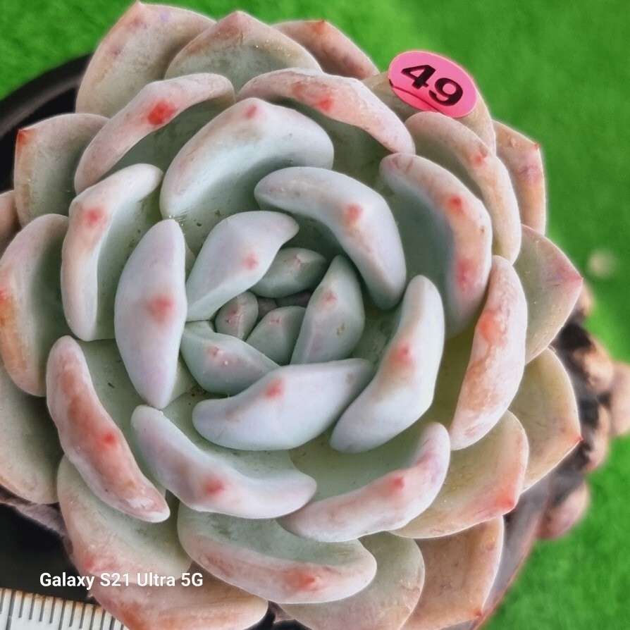 Yahoo!オークション - 0819発送-P049 オレンジモンロー エケベリア 無...