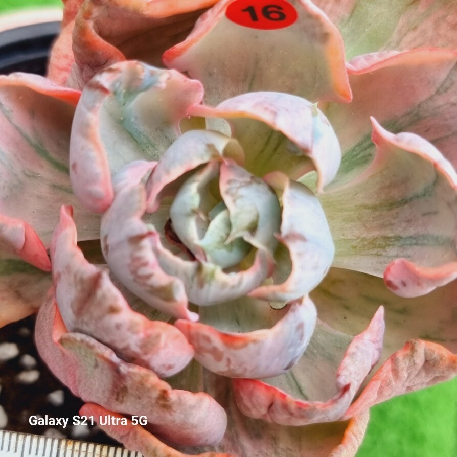 Yahoo!オークション - 0826発送-R016 ビヨンセ虹(錦) エケベリア 無料...