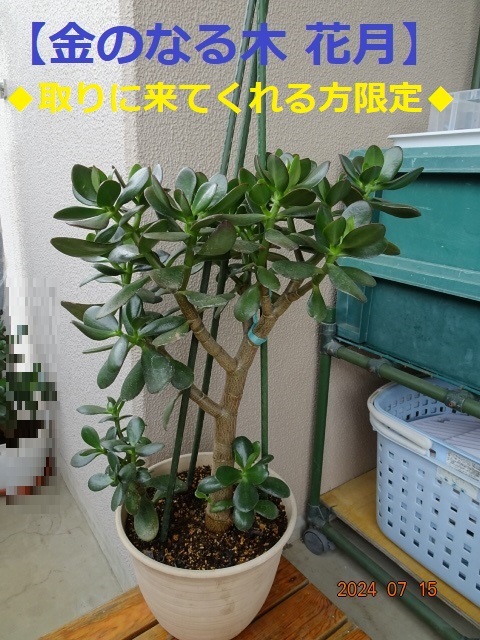 Yahoo!オークション - M381 花月 金のなる木 鉢ごと(全高約62cm) 取り...