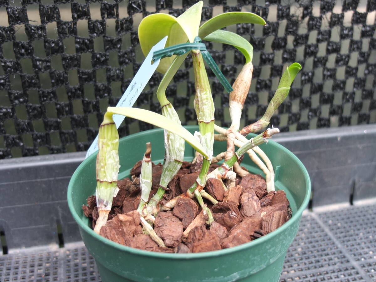 Yahoo!オークション - 洋蘭原種 C walkeriana semi-alba ´Sano`OG