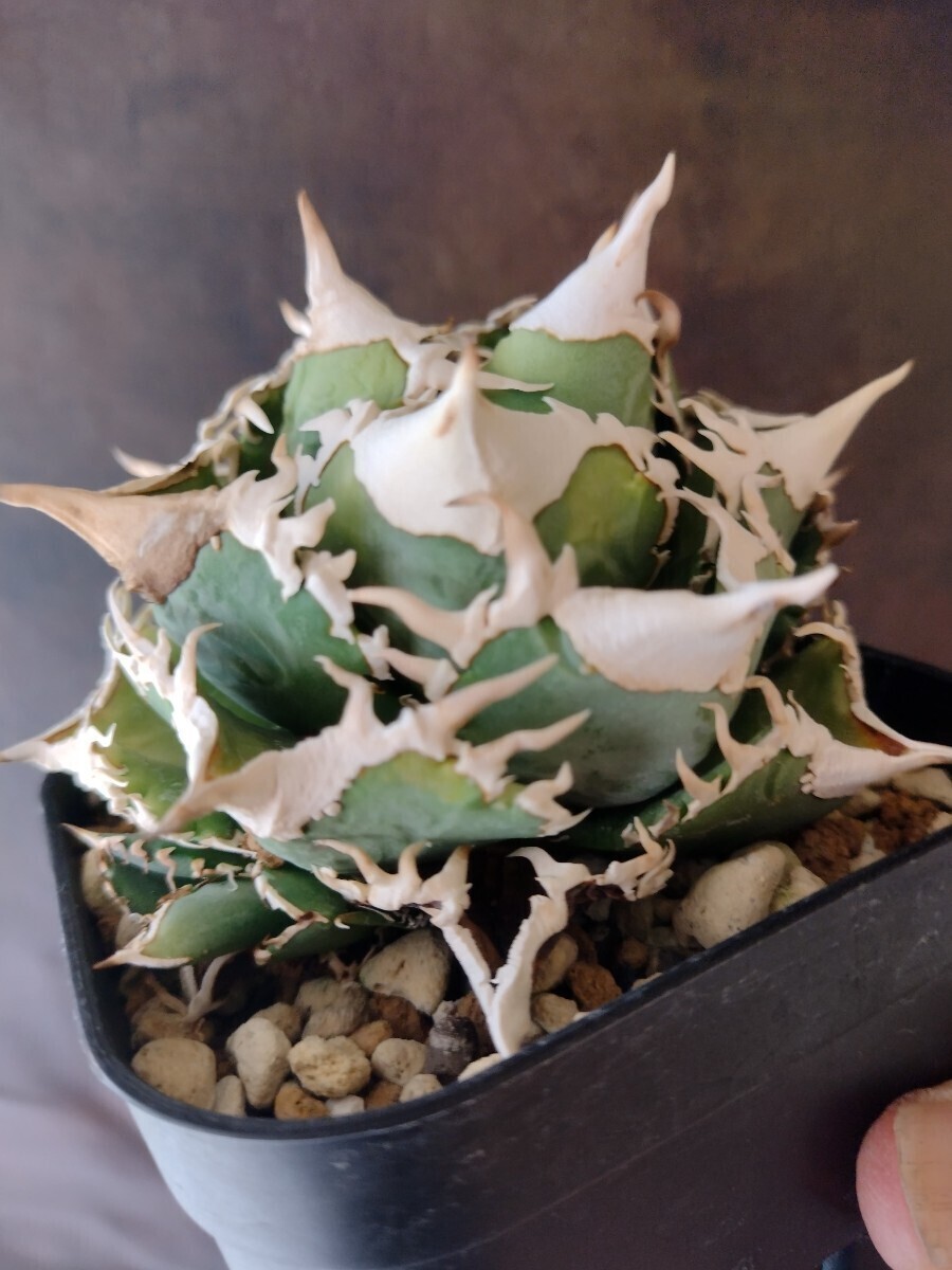 Yahoo!オークション - 【AGAVE TITANOTA 大白鯊】LIZE産 安心サイズ ア...