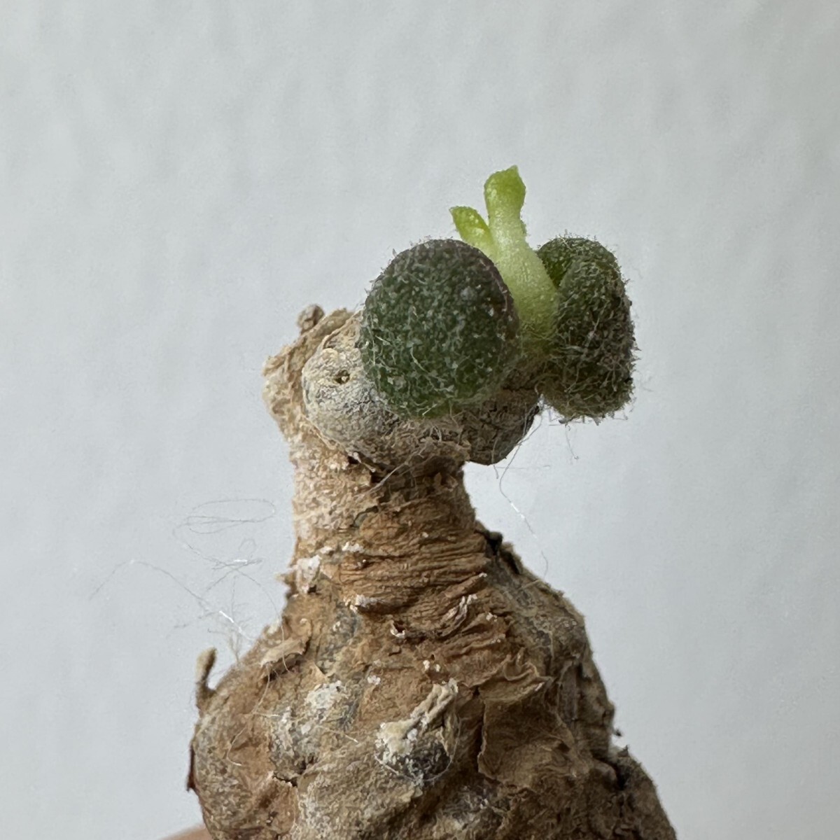 Yahoo!オークション - 773. 珍奇植物 塊根植物 激レア Tylecodon pusil...