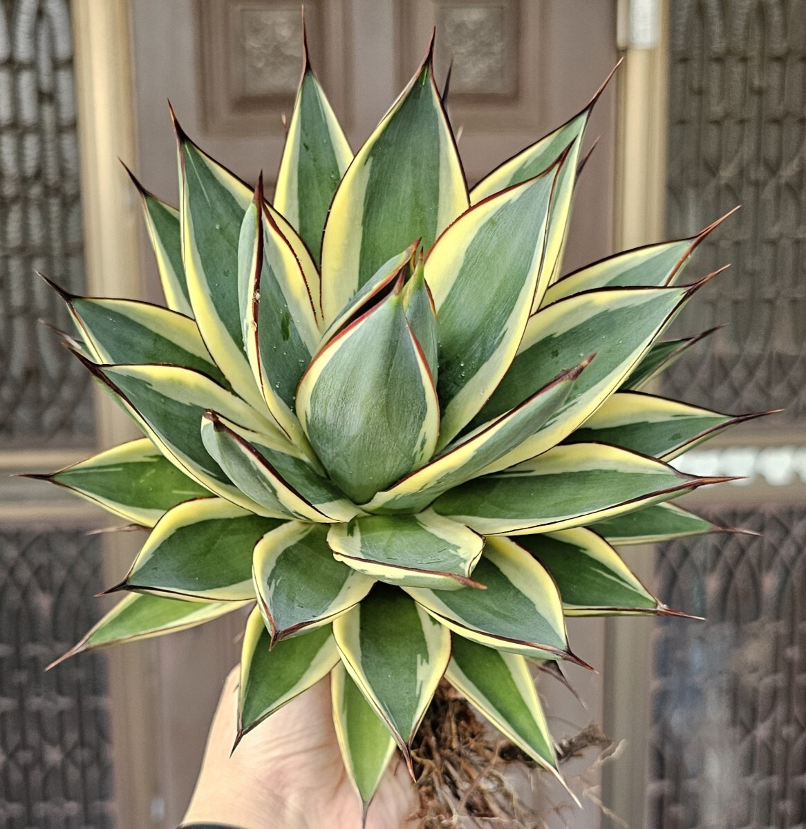 Yahoo!オークション - 大きめ ワイド スノーグロー 検（agave FO 076 ...