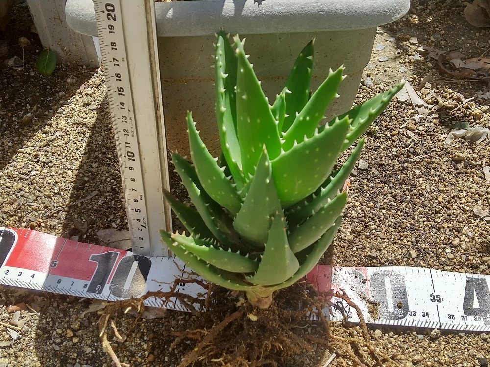 Yahoo!オークション - アロエ不夜城 20cm 2Lペットボトル（第4種郵便...