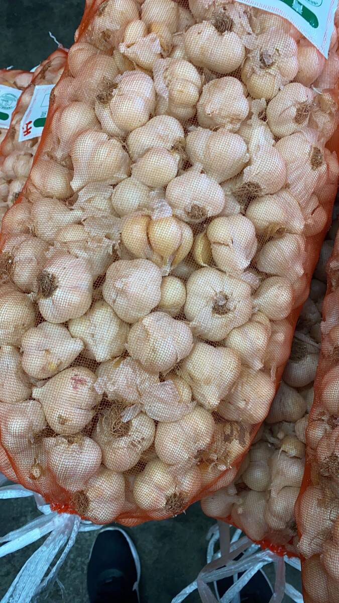 Yahoo!オークション - 青森県 にんにく10Kg M 加工タネおすすめ