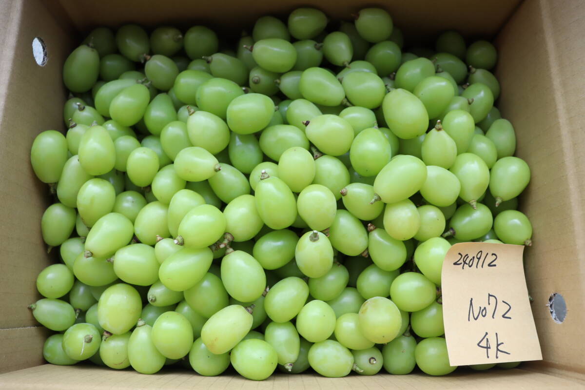 Yahoo!オークション - 新鮮 訳ありシャインマスカットNo72 約4Kg