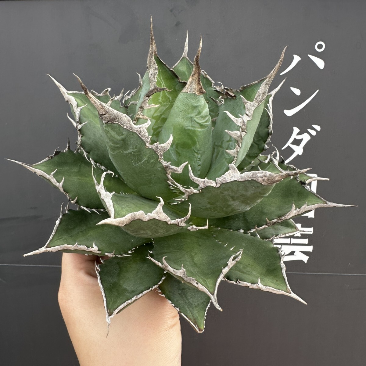 Yahoo!オークション - A76【パンダ園芸】特選 アガベ 多肉植物 チタノ...