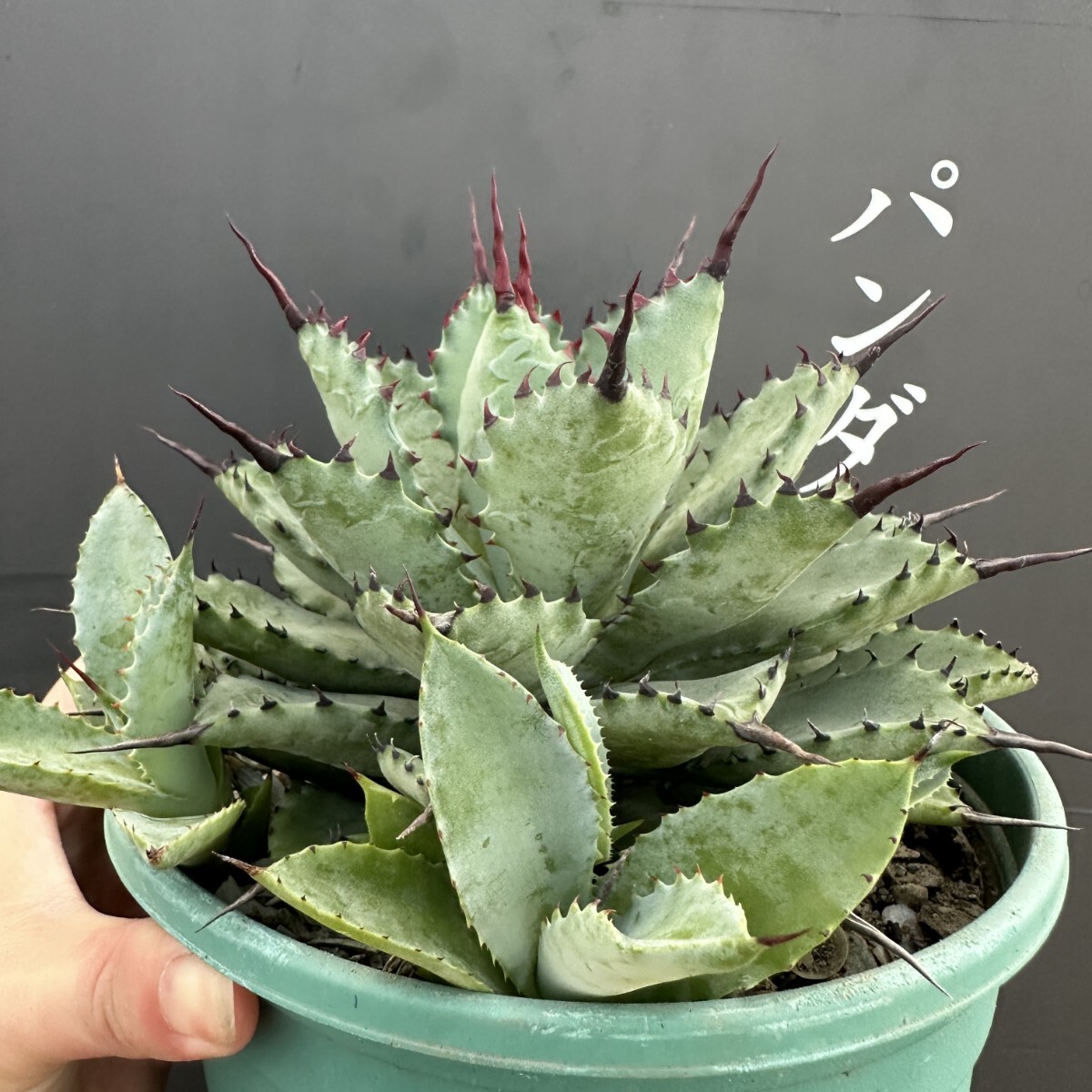 Yahoo!オークション - D75【パンダ園芸】多肉植物 アガベ 強曲棘八荒雷...