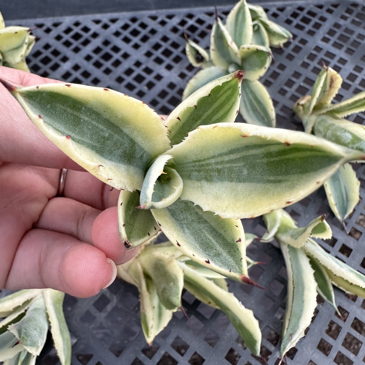 Yahoo!オークション - D84【パンダ園芸】多肉植物アガベ ポタトルム ス...