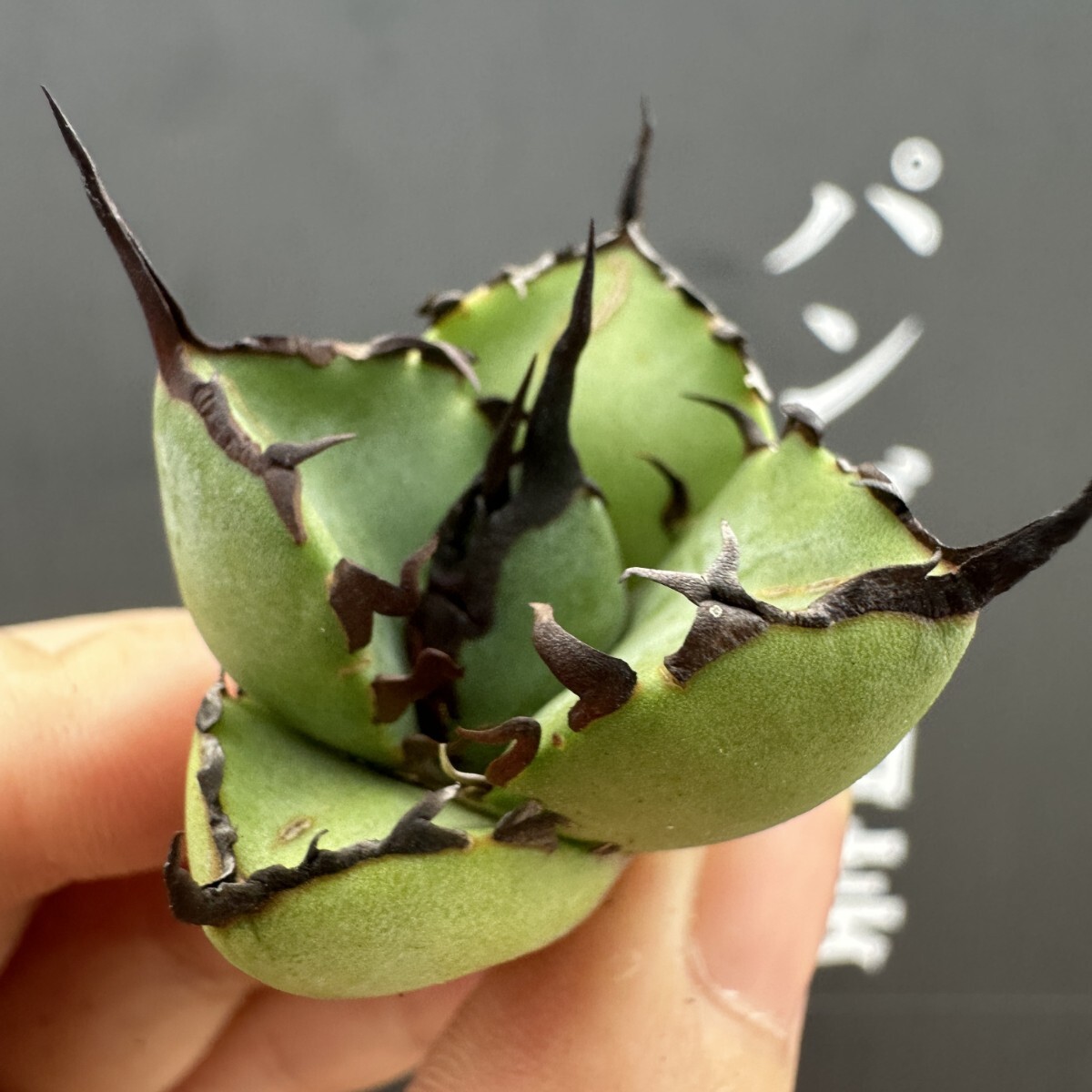 Yahoo!オークション - F68【パンダ園芸】特選 アガベ 多肉植物 チタノ...