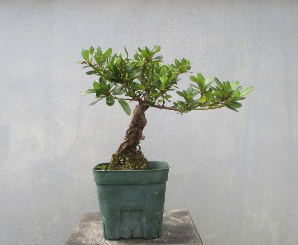 Yahoo!オークション - 小品 根上がり さつき盆栽 女神 鉢 9 9cm