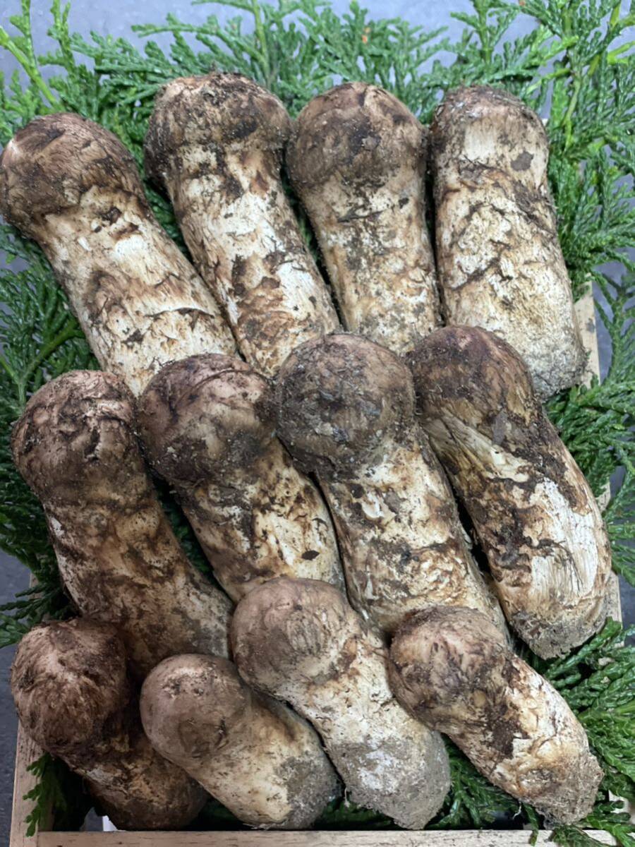 Yahoo!オークション - ⑧長野県産 採れたて 天然 松茸 278g （写真現品...