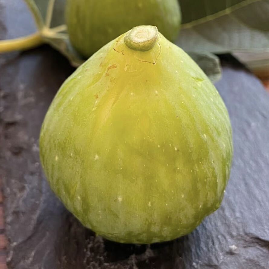 Yahoo!オークション - ucr-187 イチジク苗