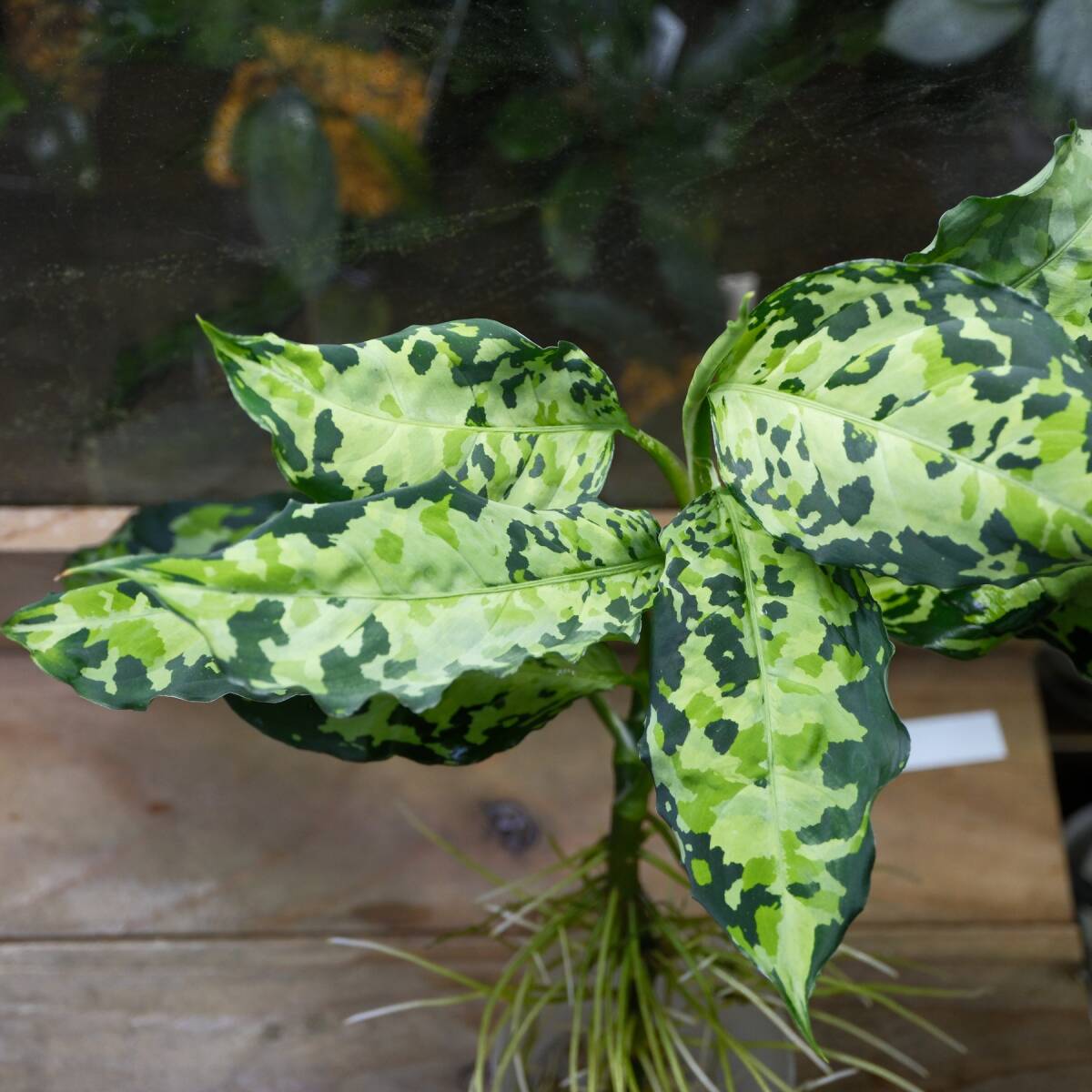 Yahoo!オークション - アグラオネマ ピクタム ”ニルバーシュ”【AZ0611-...